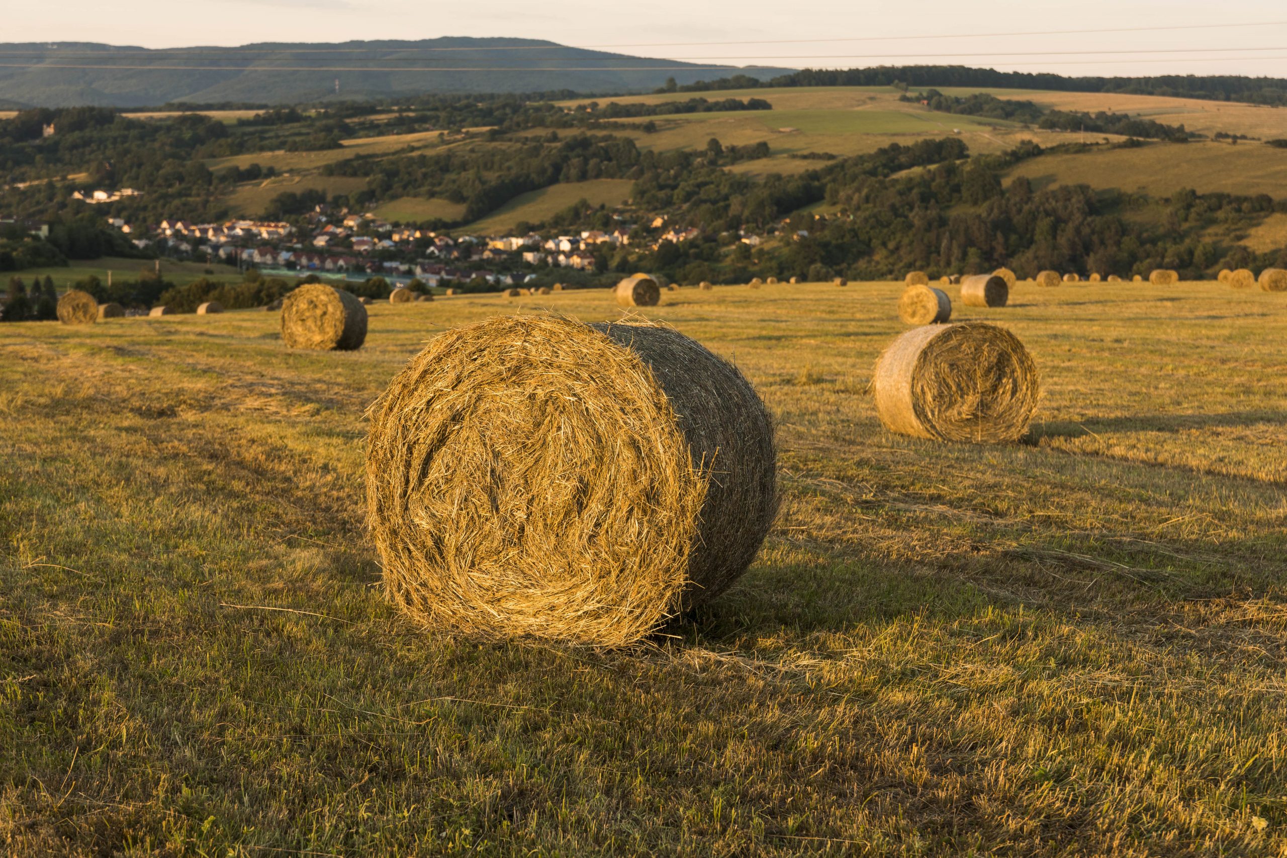 Achat De Paille De Qualité, Paille De Blé, Hauts De France